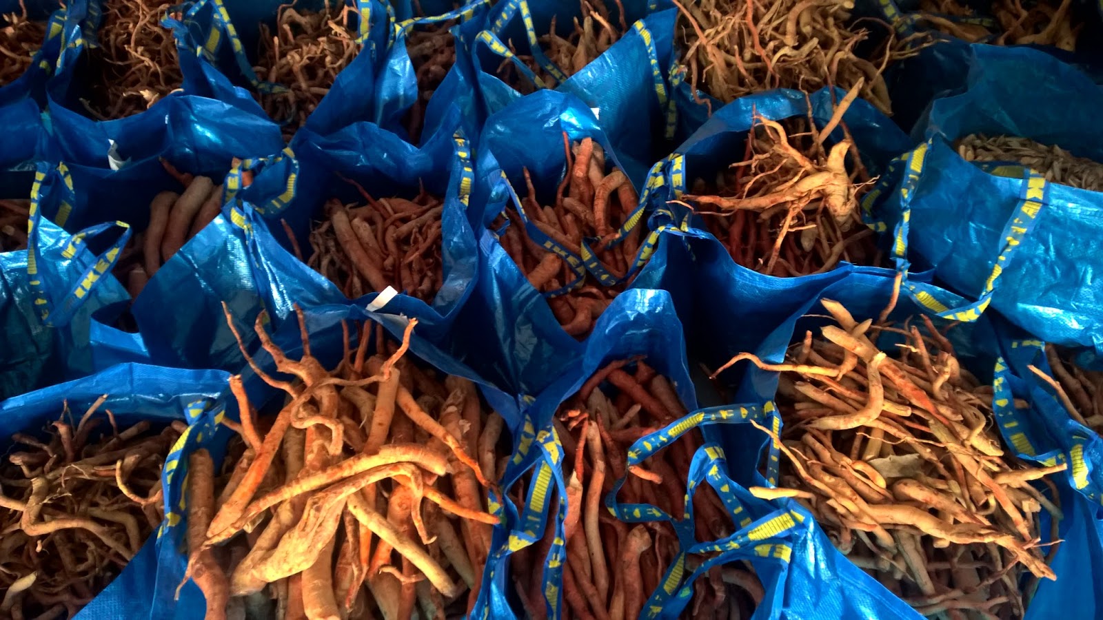 Tongkat Ali Akar Merah (JACKIA ORNATA)