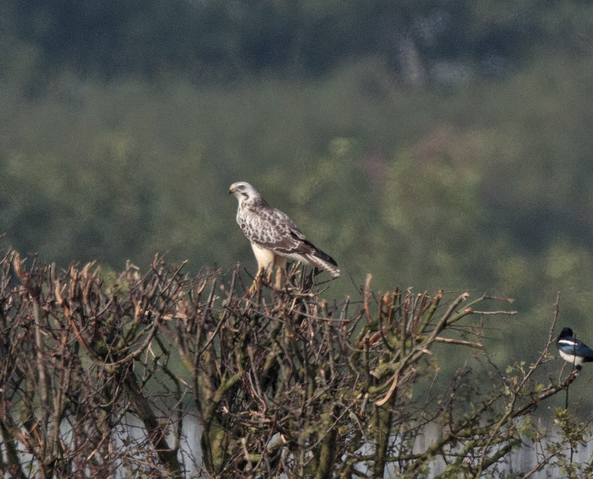 pewit: Pale juvenile Common Buzzard