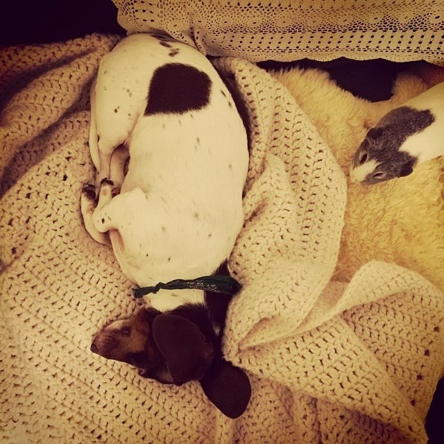 dottie angel: tee hee Mister Muchly...