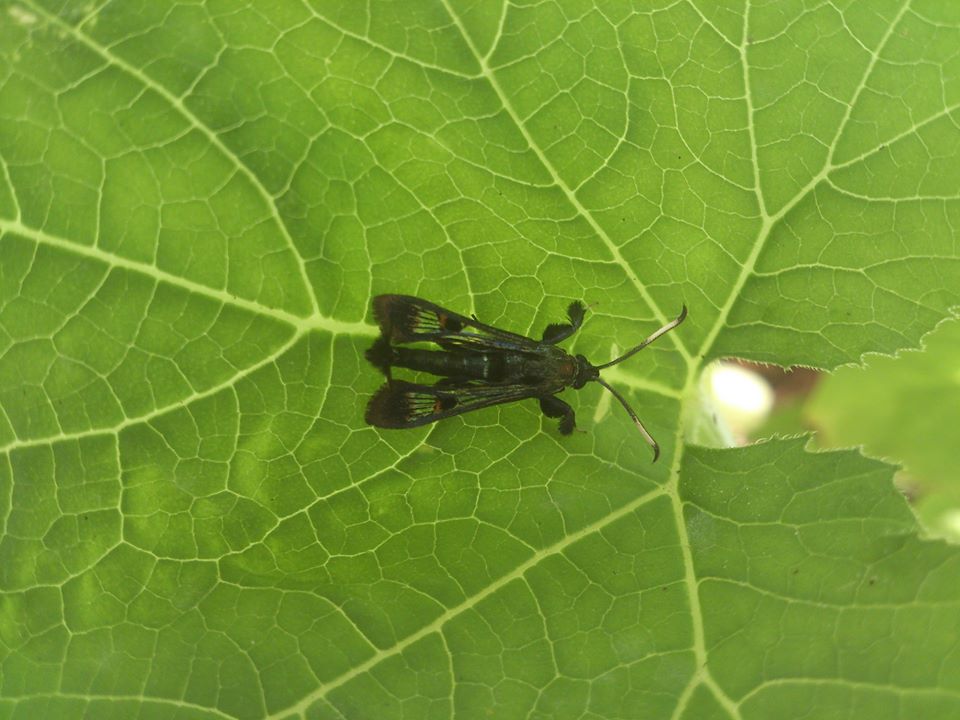 Skunk Tracks: Cool Moth Spotted in Ohio