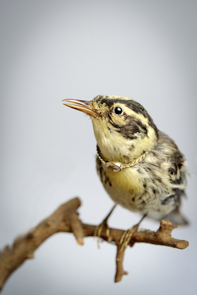 east side bride: Digby & Iona + TAXIDERMY!