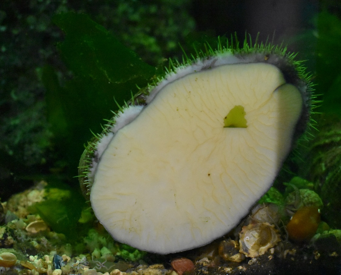 ZOOTOGRAFIANDO (5.836 ANIMALS): OREJA DE MAR (Haliotis tuberculata)