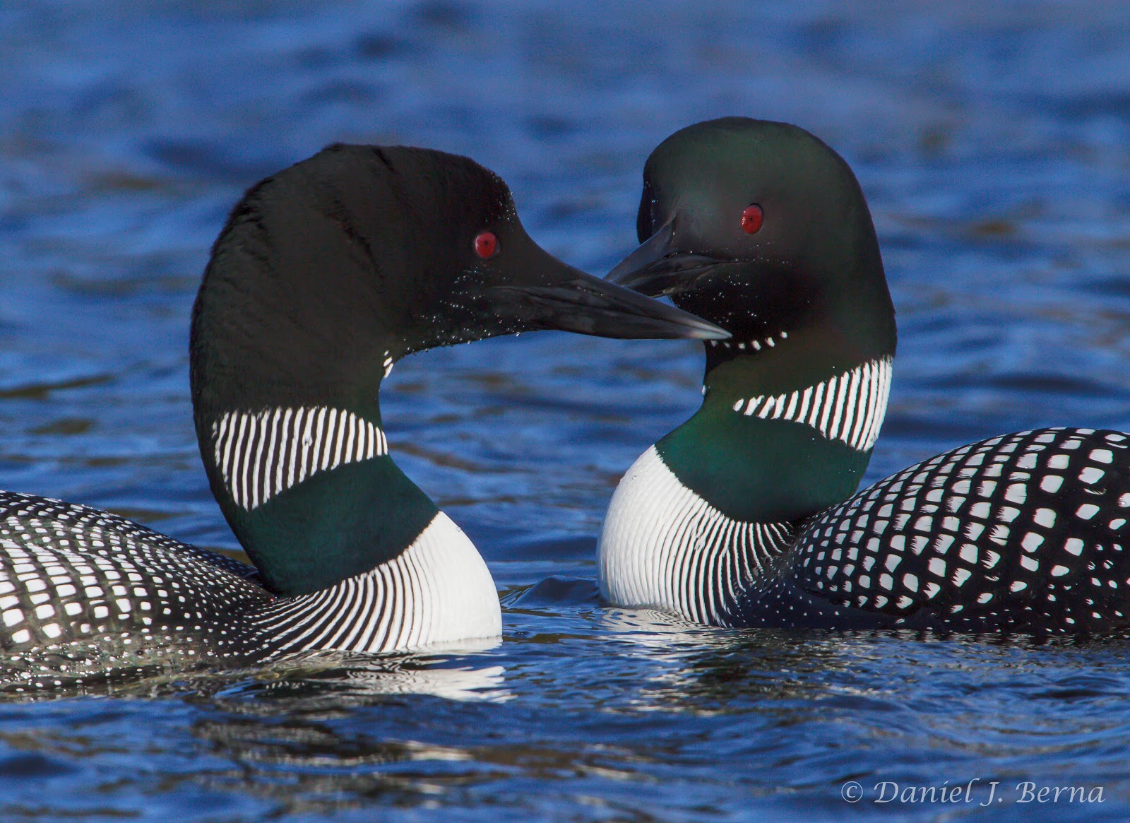 Daniel Berna Photography: Loon Pair