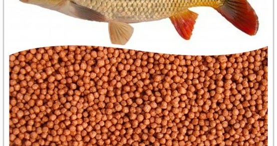 \ Nutrisi Makanan bagi Ikan