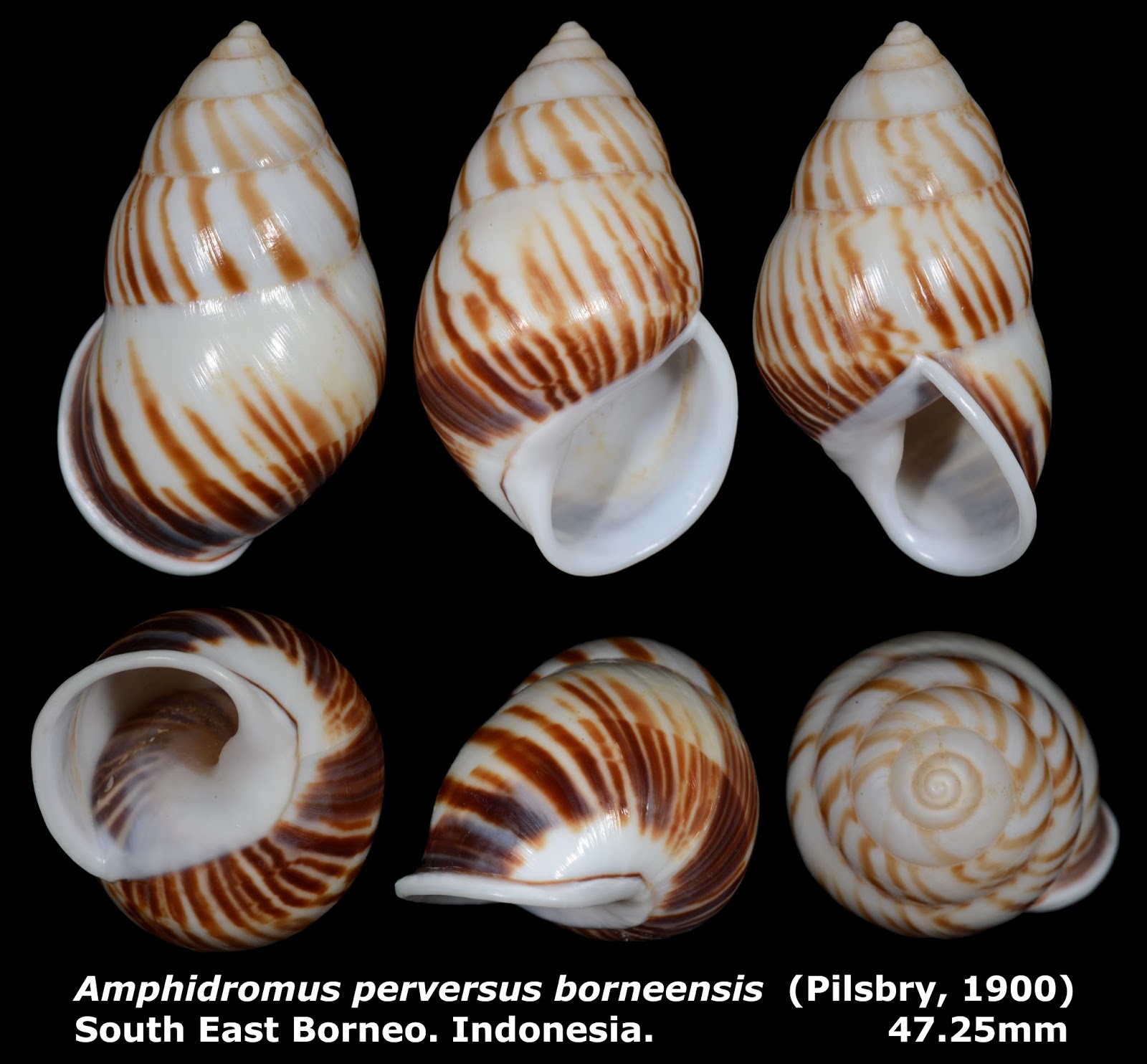 Dr. Lee's Gallery Museum: Amphidromus perversus borneensis 47.25mm