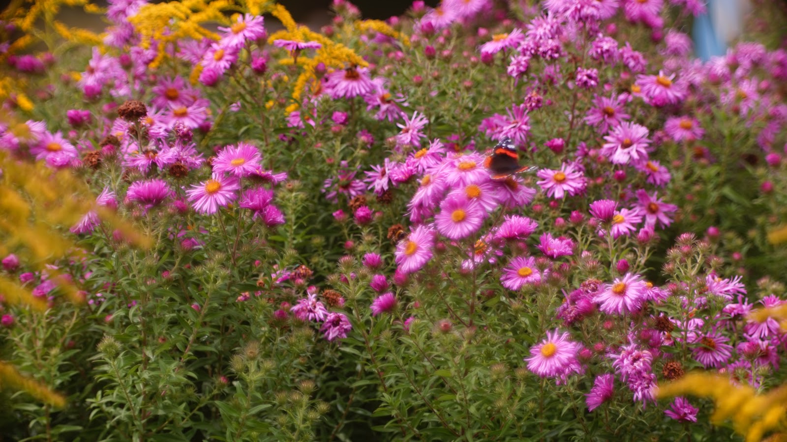 Early Autumn Flowers