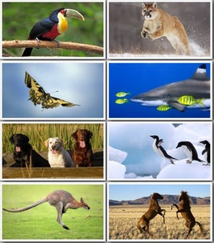 Multi Animals Wallpaper 3 ~ Blast of Wallpapers