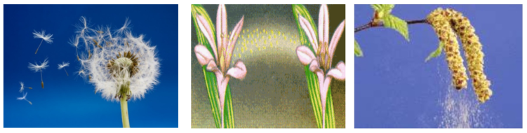 POLINIZACION: Agentes Polinizadores