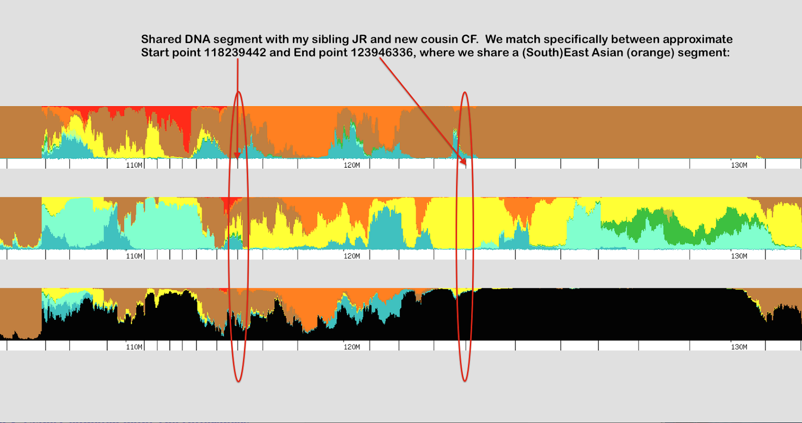 Roots & Recombinant DNA: Ethnicity Chromosome Mapping & Determining ...