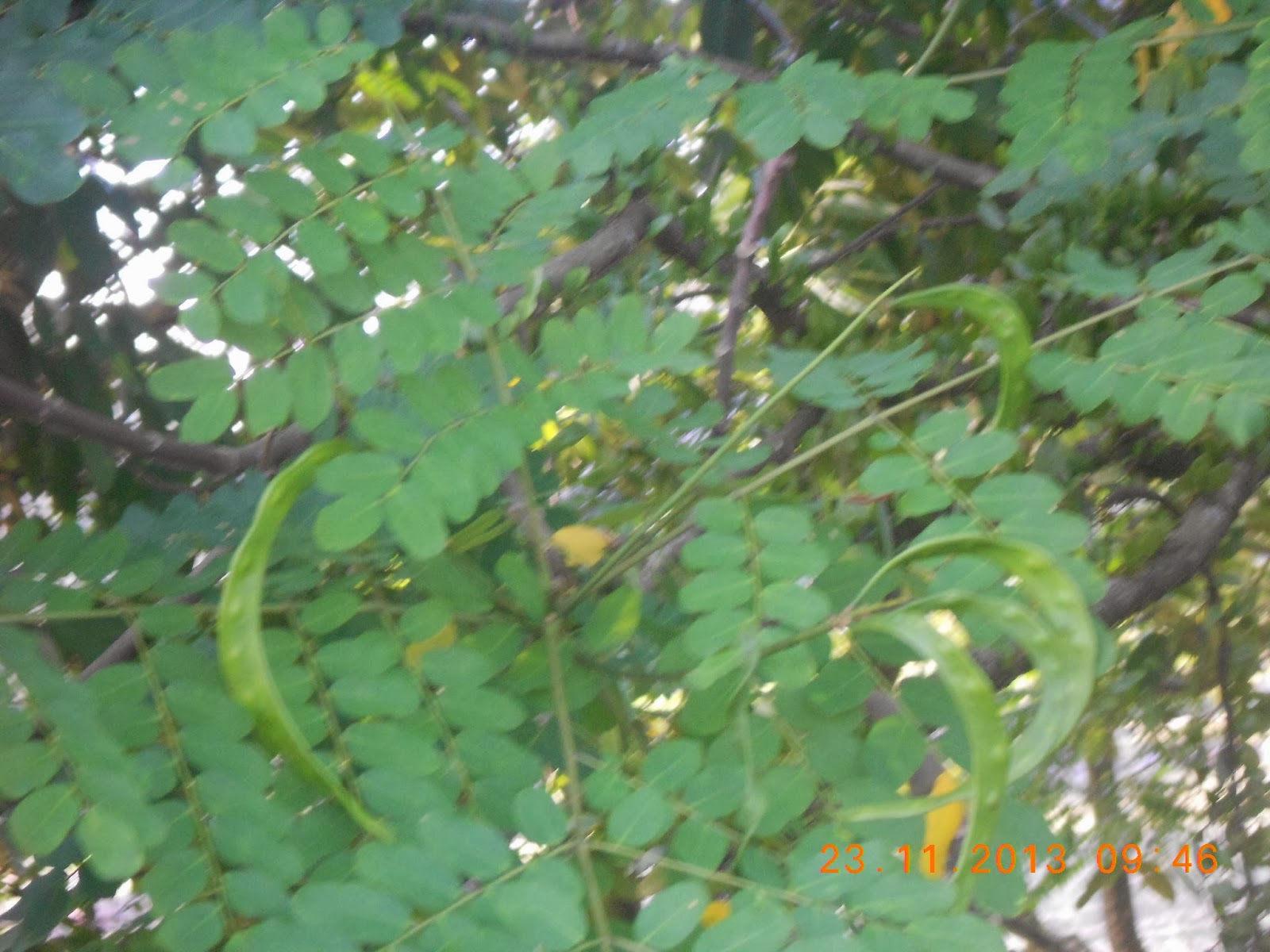 namakucella: BIJI SAGA........