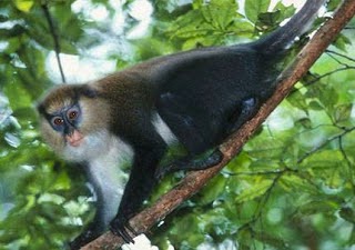 Mamíferos y marsupiales mammals of the earth: Cercopiteco de Campbell ...