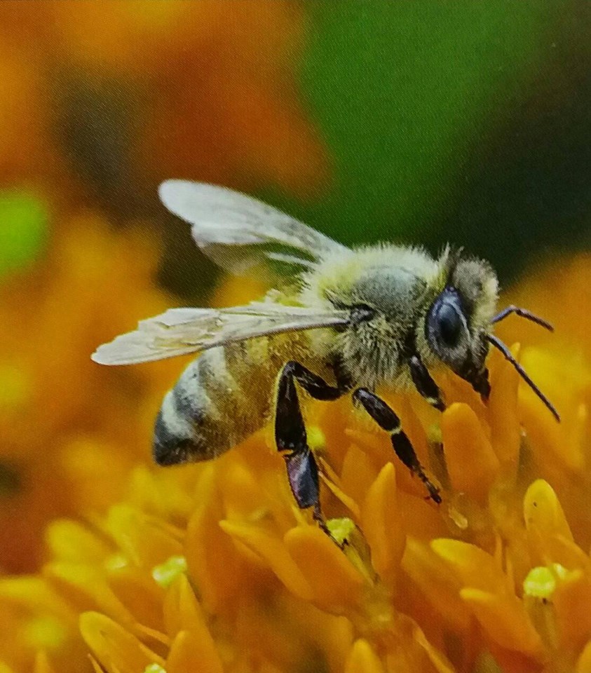 Vrste pčela - Pčelarstvo za početnike