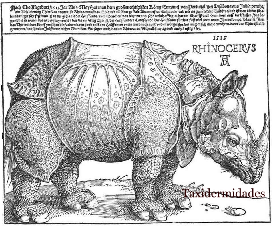 "El Rinoceronte" de Durero. | Taxidermidades