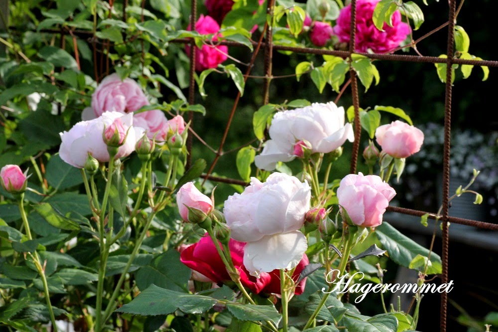 Hagerommet: Rosene er i full blomst....