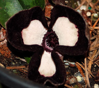 Wild Ginger Farm News Blog: ‘Ling Ling’ Panda Face Ginger