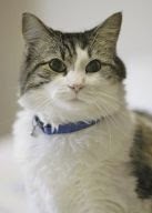 Bovine TB: Cat to humans - transmission of zoonotic Tuberculosis.