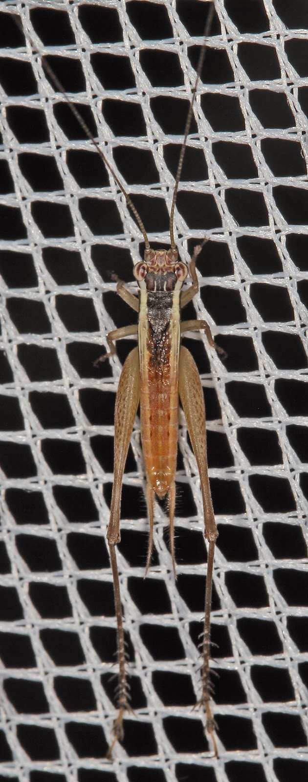 BunyipCo: Silent Crickets