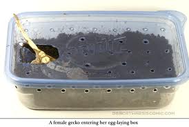 Crested Gecko Lay Box