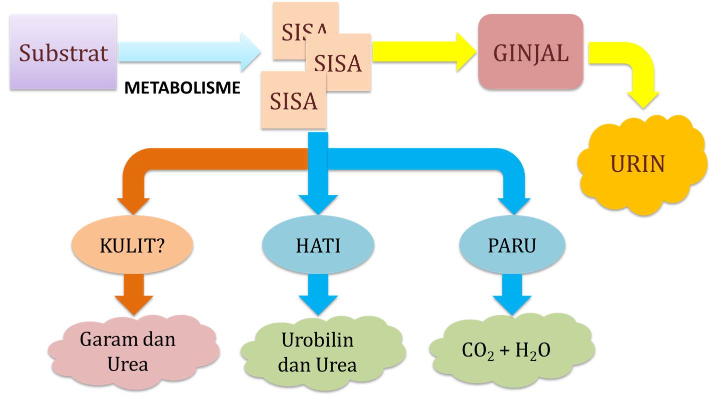Gambar 1. Skema Sistem Ekskresi
