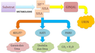 Gambar 1. Skema Sistem Ekskresi