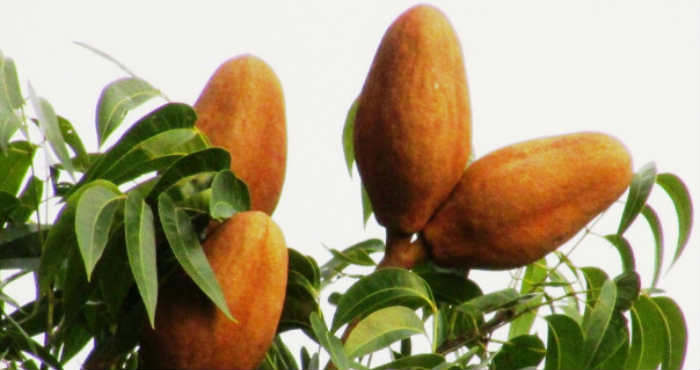 3 Benefits To Treat Diseases With Mahogany Plant - Inbeautys