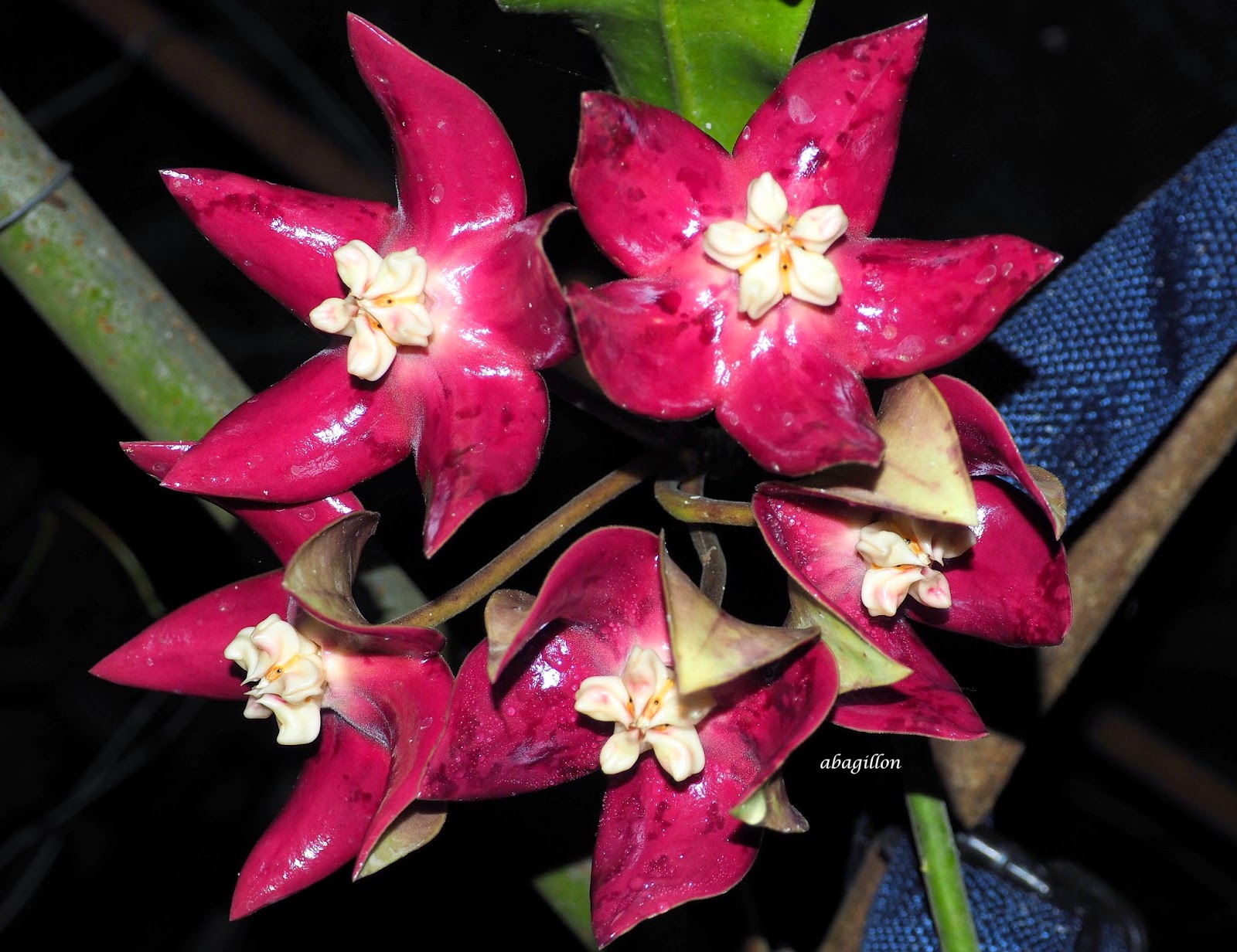 Pure Oxygen Generators: Biggest of my Hoyas