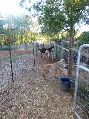 5 Acres & A Dream: Pasture Improvement Phase 2: Remineralizing Our Soil