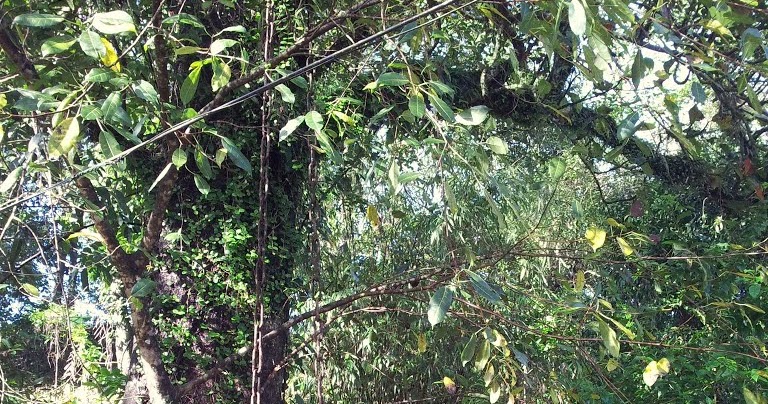 The History and Myth behind Changala Maram (Chain Tree)