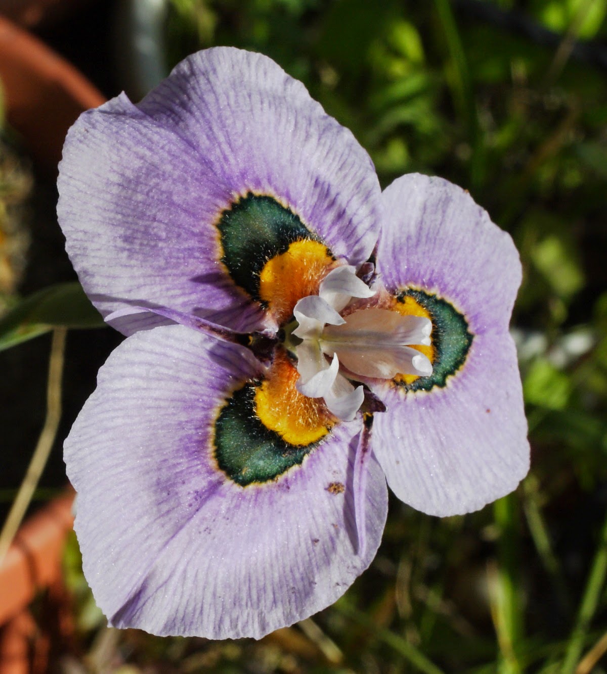 Growing Cool Plants: Moraea villosa Color Forms
