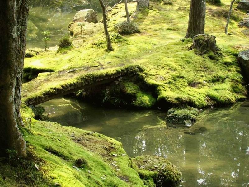 giga world: Garden moss Saiho-ji. Japan