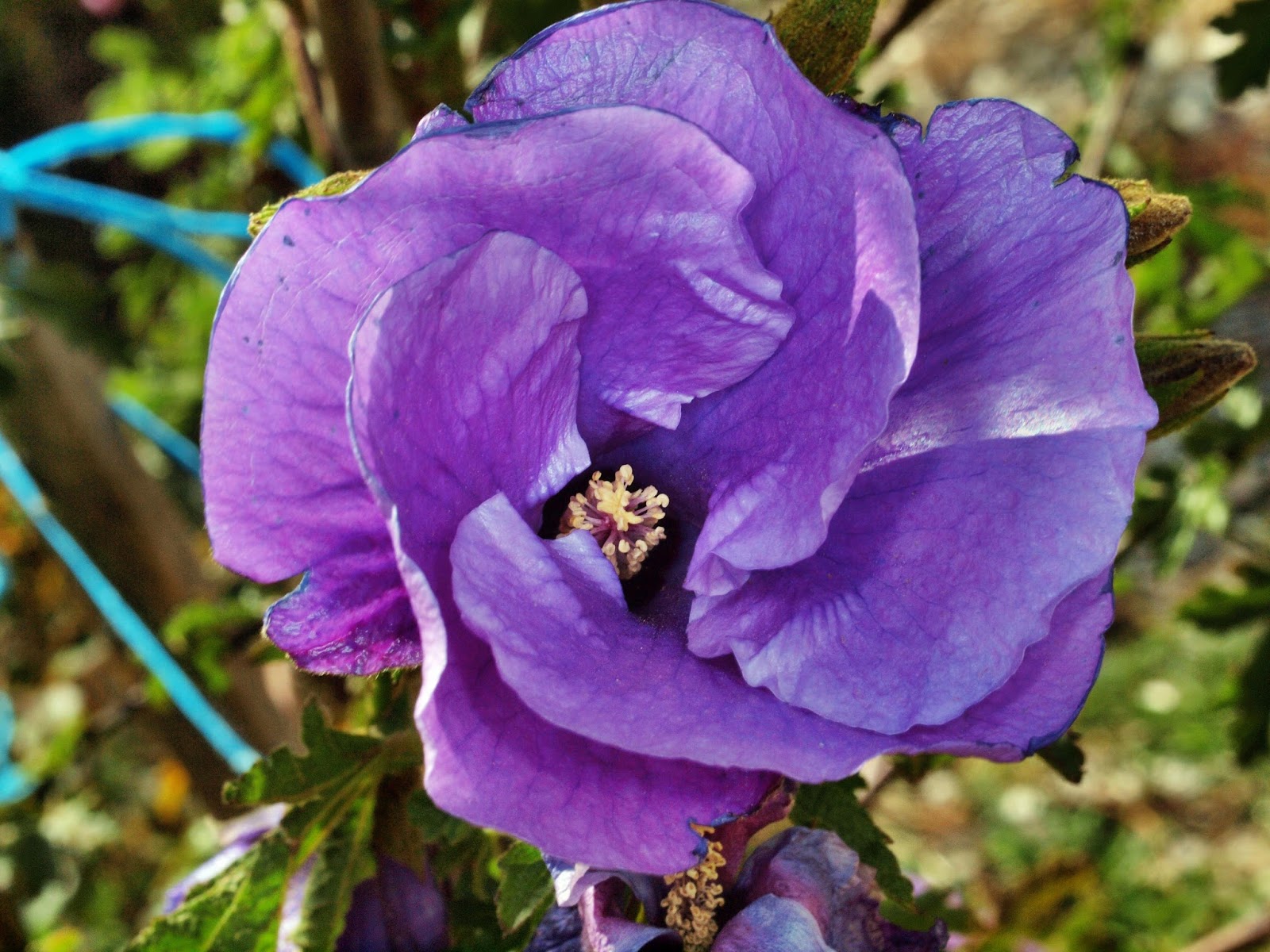 Hibisco Alyogyne huegelii
