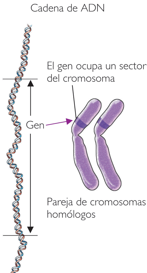 Herencia Biológica Teoría Cromosómica De Sutton Y Morgan