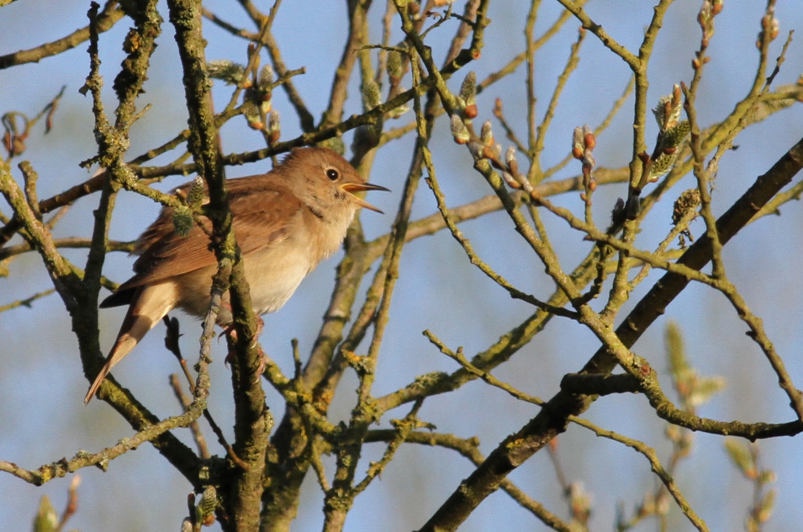 Brian's birding blog: Nightingales in the Lea Valley