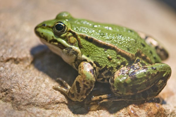 Edible Frog | Photos and Info | The Wildlife