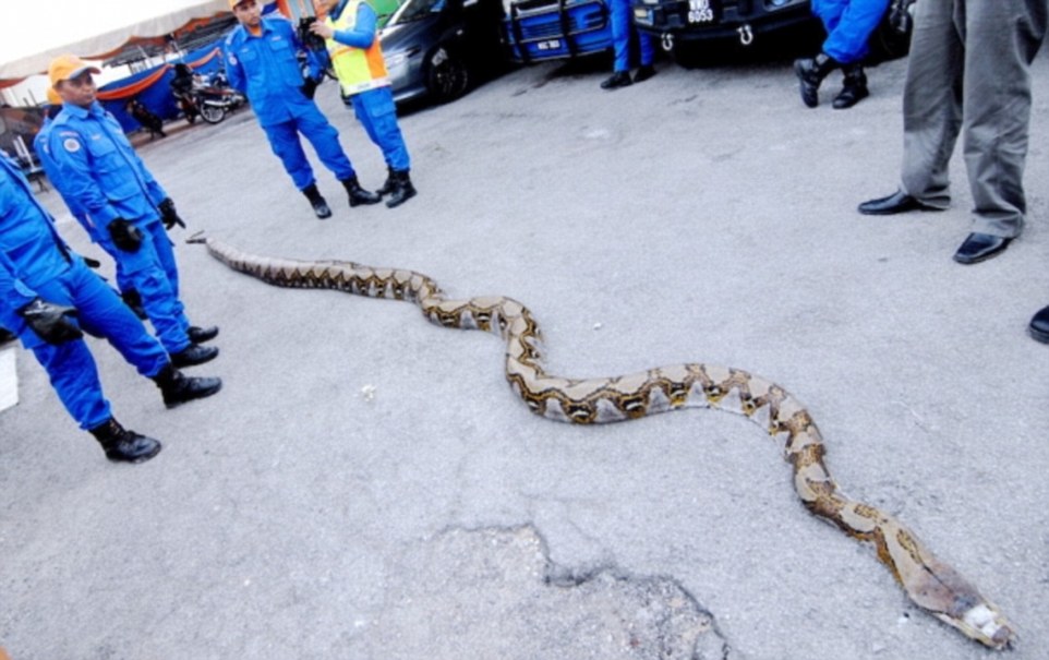 Massive Python Found In Malaysia Could Set A New Record Of World s massive-python-found-in-malaysia-could-set-a-new-record-of-world-s