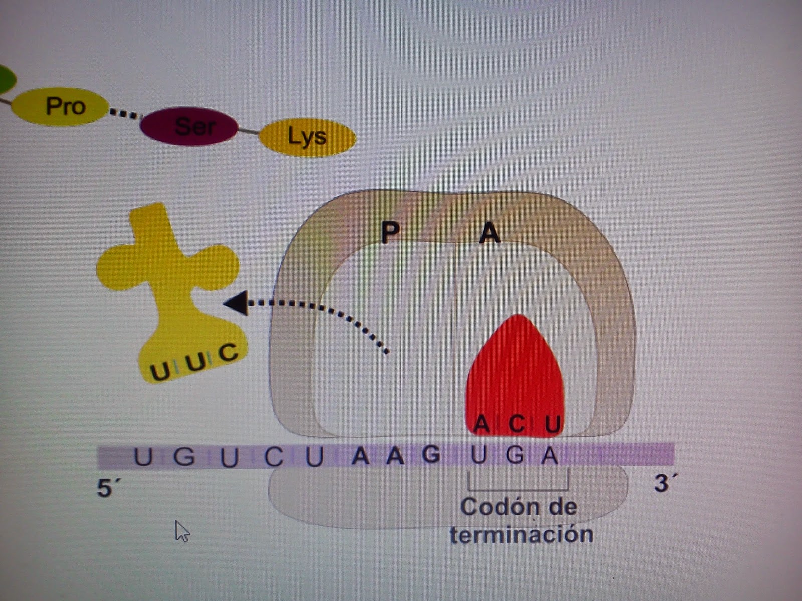 BIOLOGÍA CELULAR Y MOLECULAR: V. Ribosomas