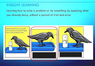 Insight - Insight Learning Examples