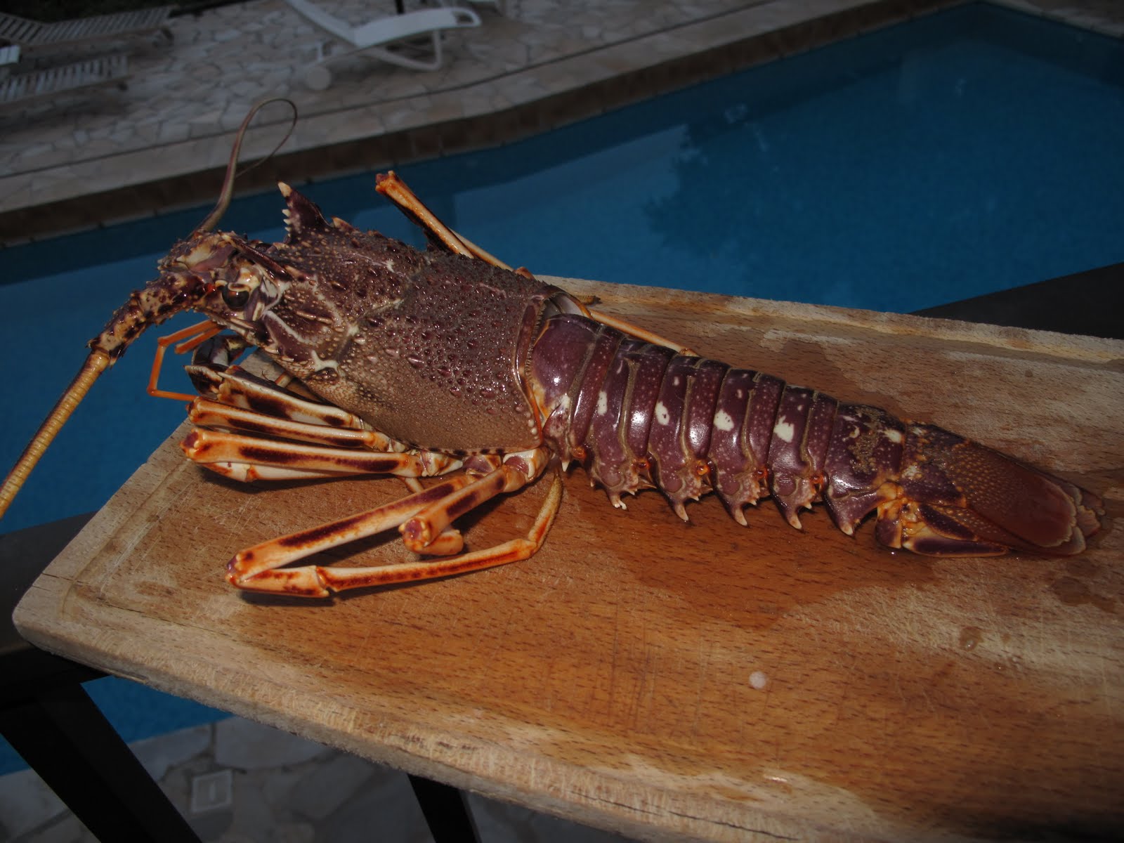 Le BLOG D'EPICURE: Langouste Royale, Les Iles du Levant, la mer aussi ...