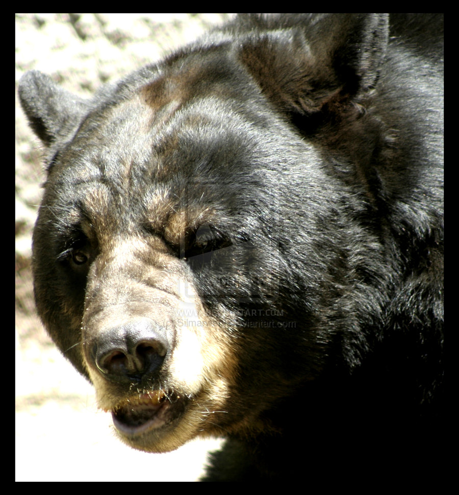 Funny black bear face |Funny Animal