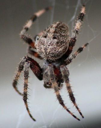 SleuthSayers: Charlotte's Web