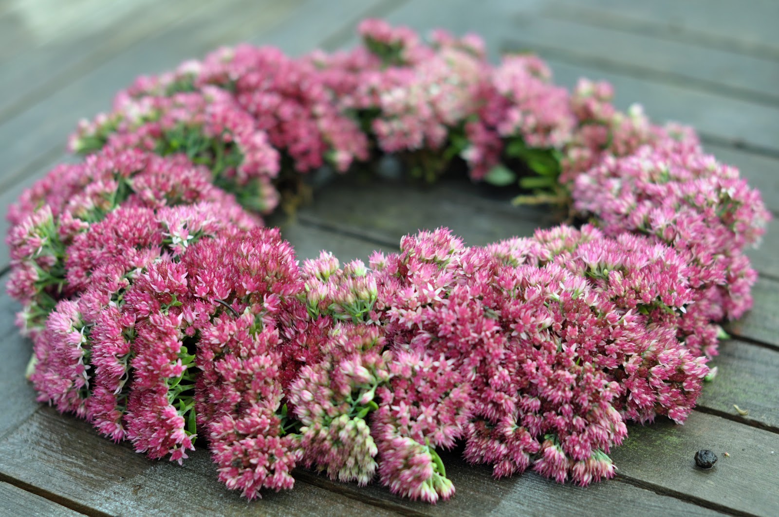 Kreativ Tankeknips: Rød krans af Sankt Hans urt.