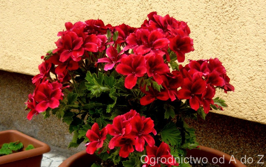 Pelargonia angielska, pelargonia wielkokwiatowa- Pelargonium ...