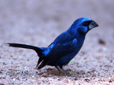 fauna e flora ameaçadas de extinção: AZULÃO DO NORDESTE