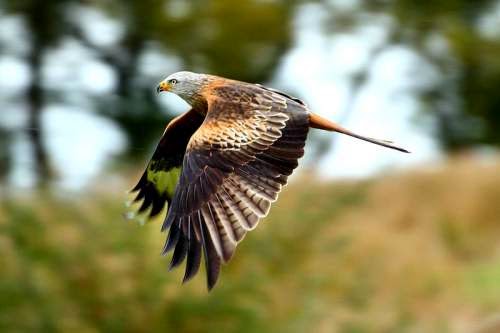 Red kite | Birds of India | Bird World