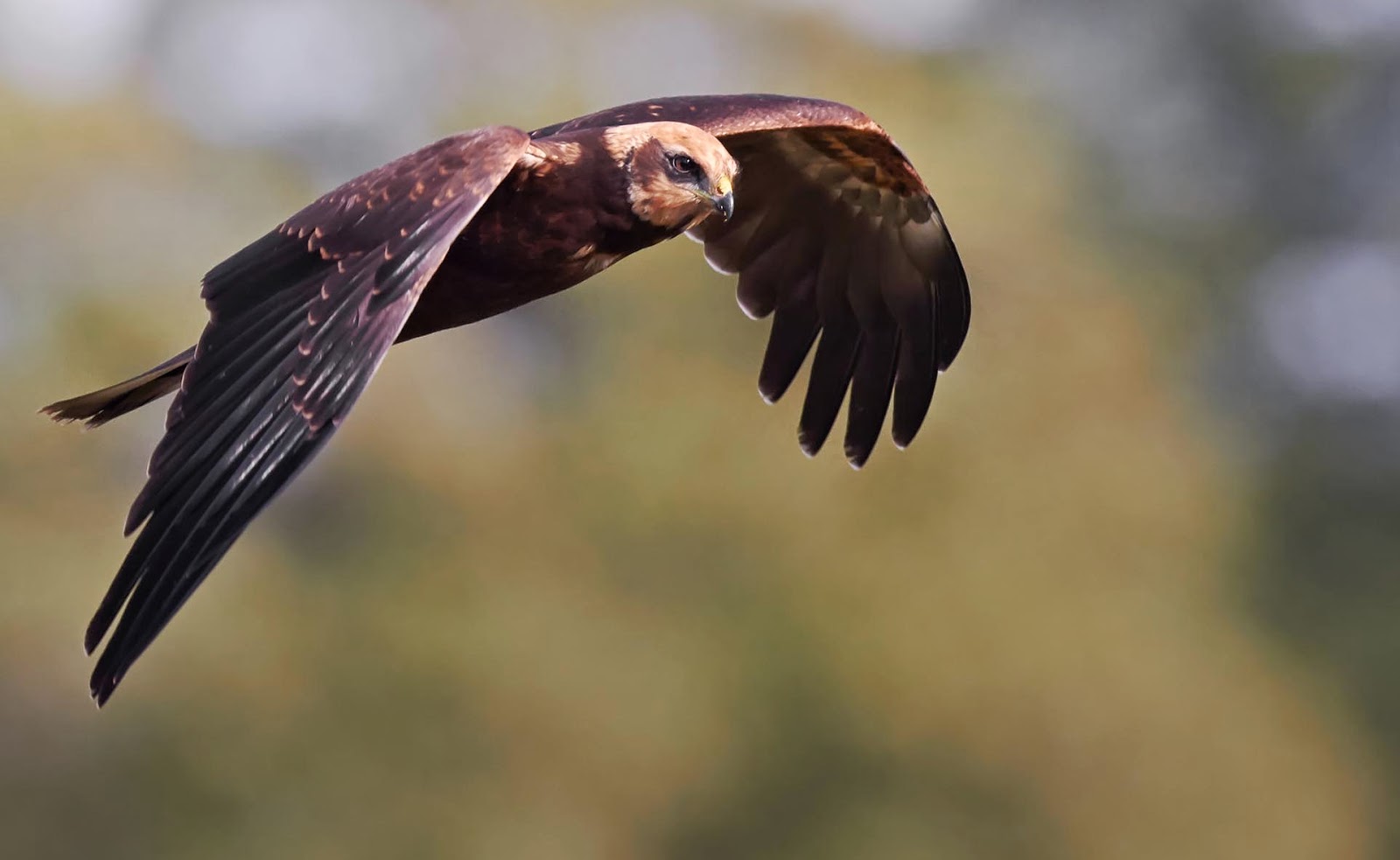 deerhunter: Från Tåkerns vassruggar (11)