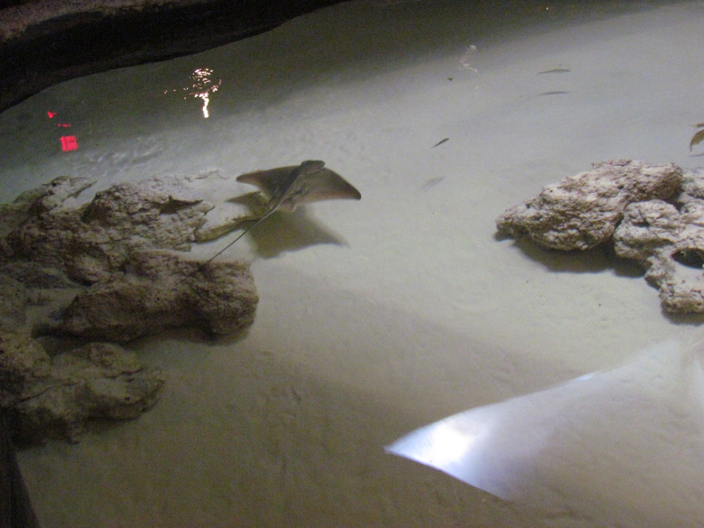 Behind the Glass: Touch Pool Transformation