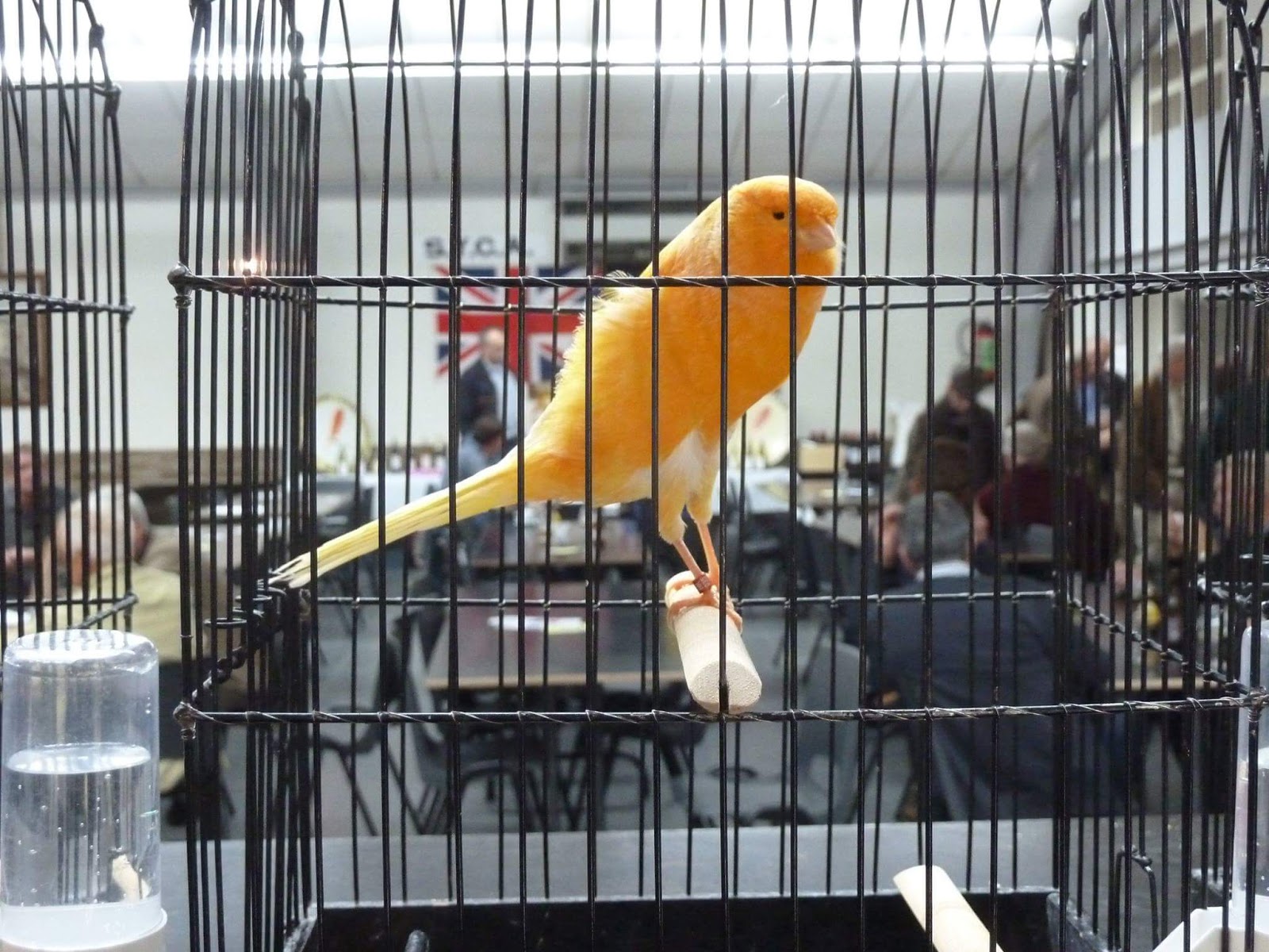 Greek Yorkshire Canaries: Southern Yorkshire Canary Accosiation Show 2016
