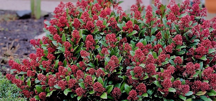 HOW TO GROW SKIMMIA JAPONICA 'RUBELLA' |The Garden of Eaden
