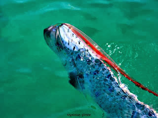 The Oarfish - Unique Pictures