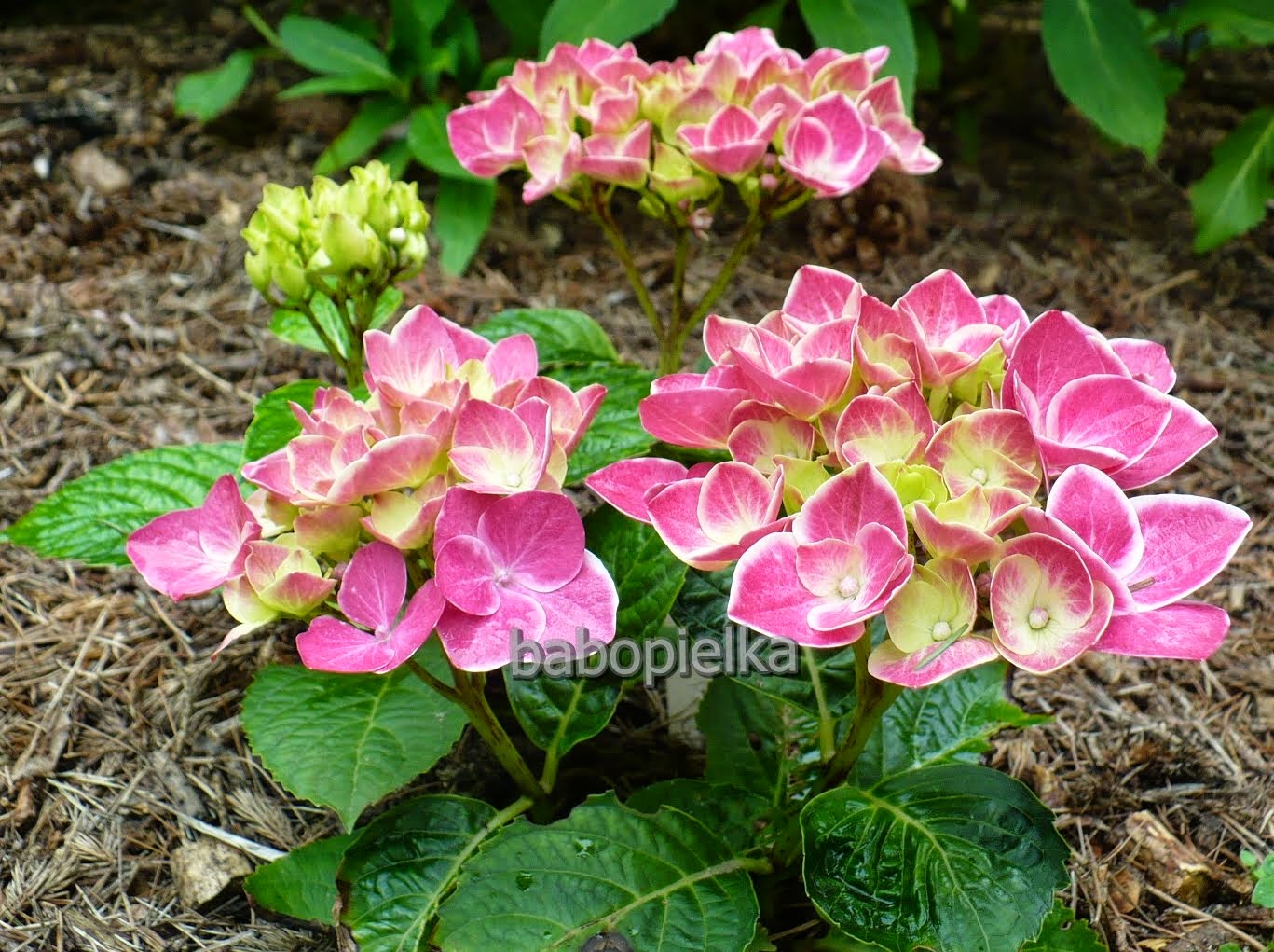 Hydrangea, Hortensja: Hydrangea macrophylla (Hortensja ogrodowa) 'Hba 202912' RED ACE